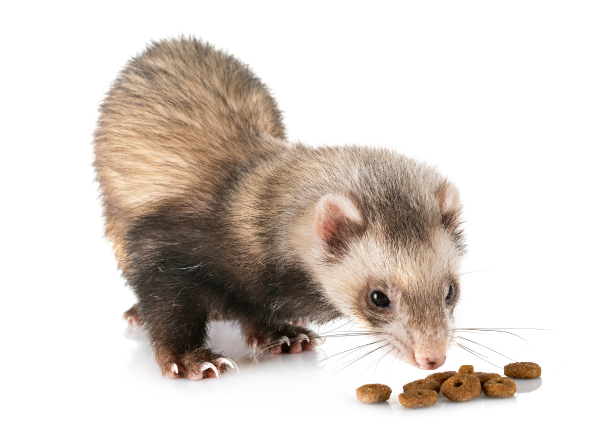Do Ferrets Need Raw or Live Food? - HubPages