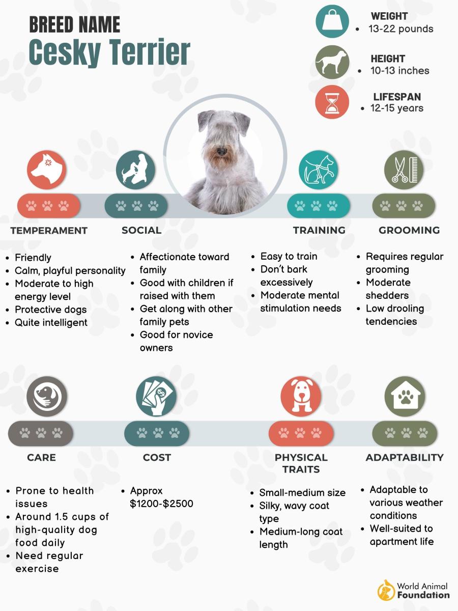 Guide to Cesky Terriers: The National Dog of the Czech Republic ...