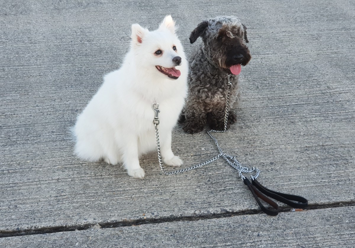 Guide to Cesky Terriers: The National Dog of the Czech Republic ...