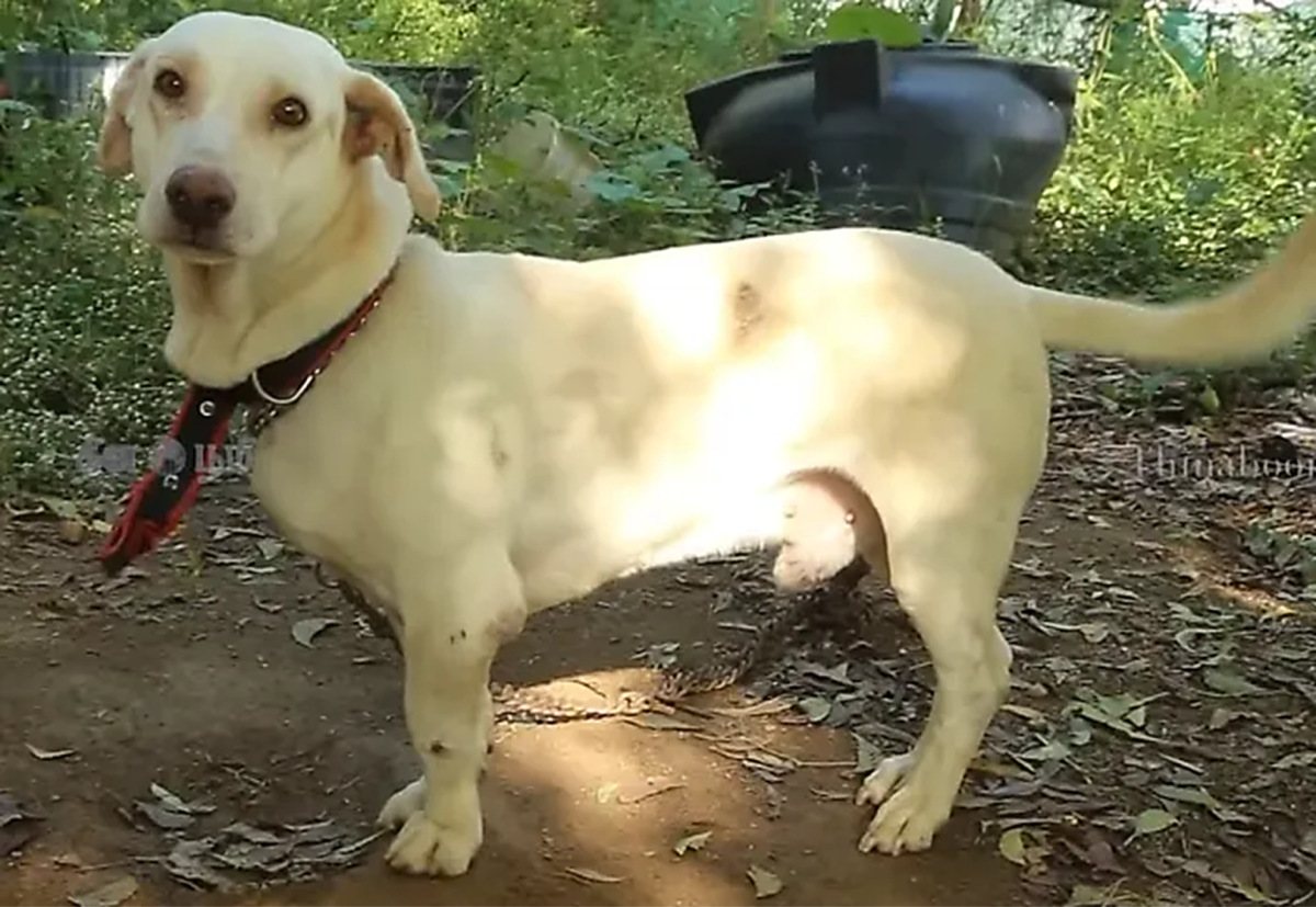 11 Best Indian Dog Breeds for Personal Protection - HubPages