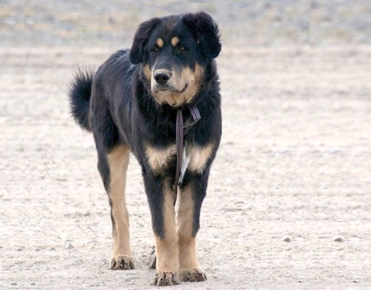 11 Best Indian Dog Breeds for Personal Protection - HubPages