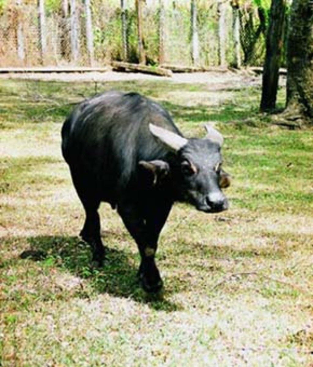 Meet the Philippine Wildlife World Record Holders - HubPages