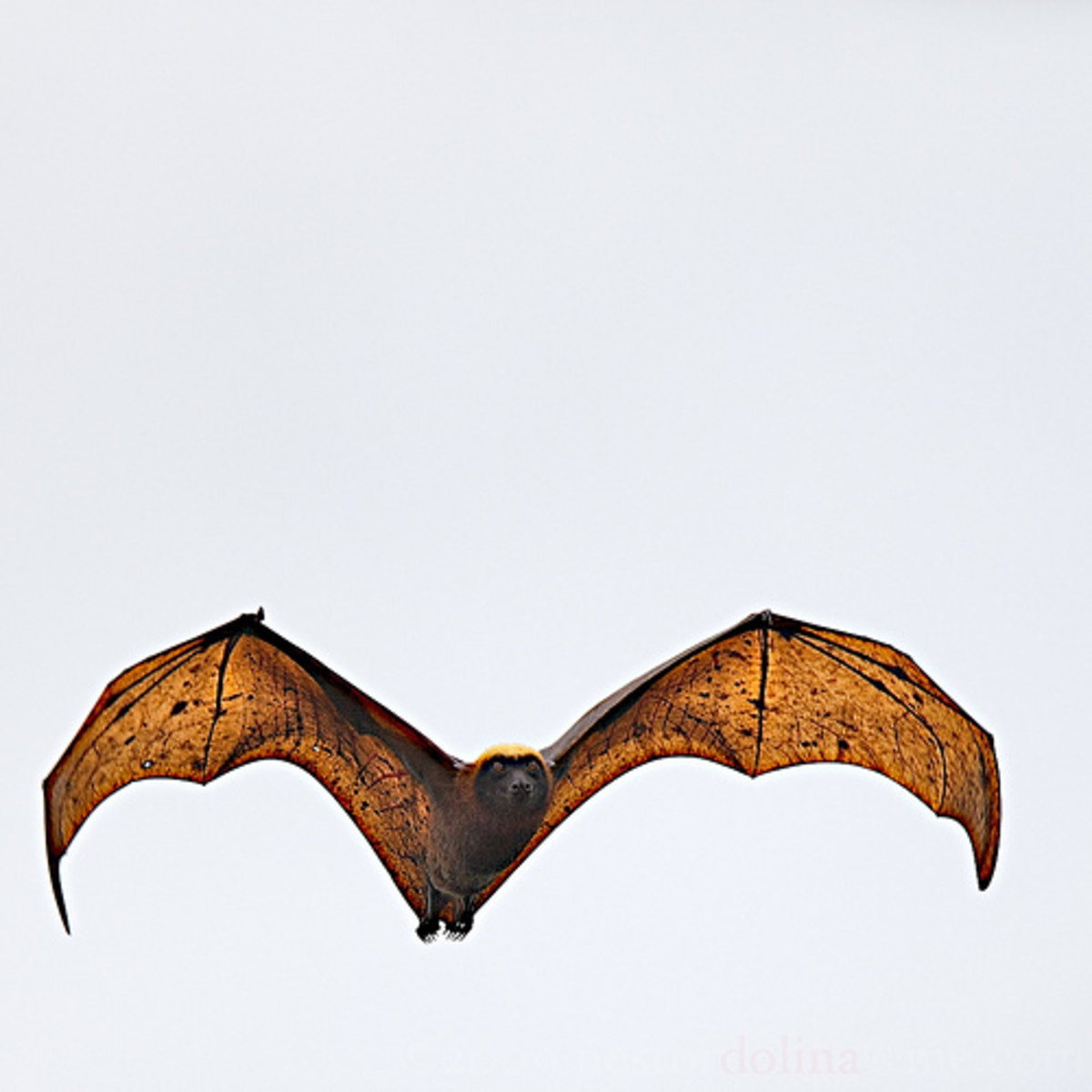 Meet the Philippine Wildlife World Record Holders - HubPages