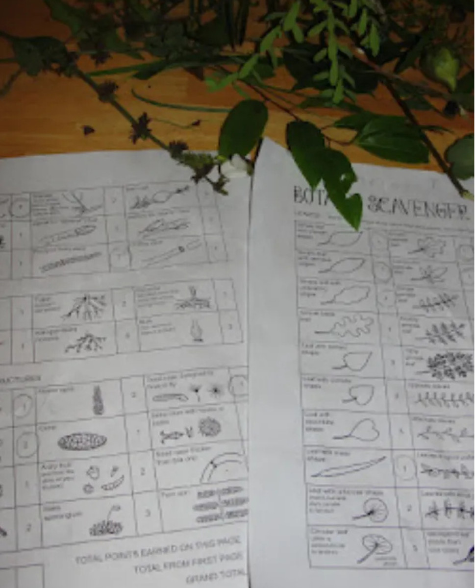 Importance of Plants STEM Lesson Plan for Middle School - HubPages