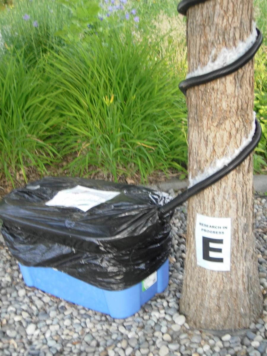 How Does Stormwater Runoff from Urban Forests Affect Groundwater ...