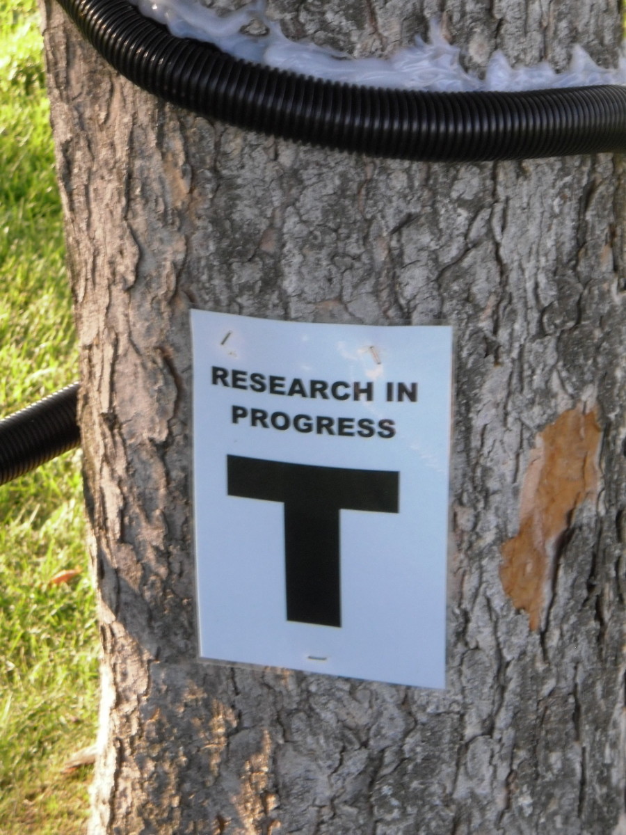 How Does Stormwater Runoff from Urban Forests Affect Groundwater ...