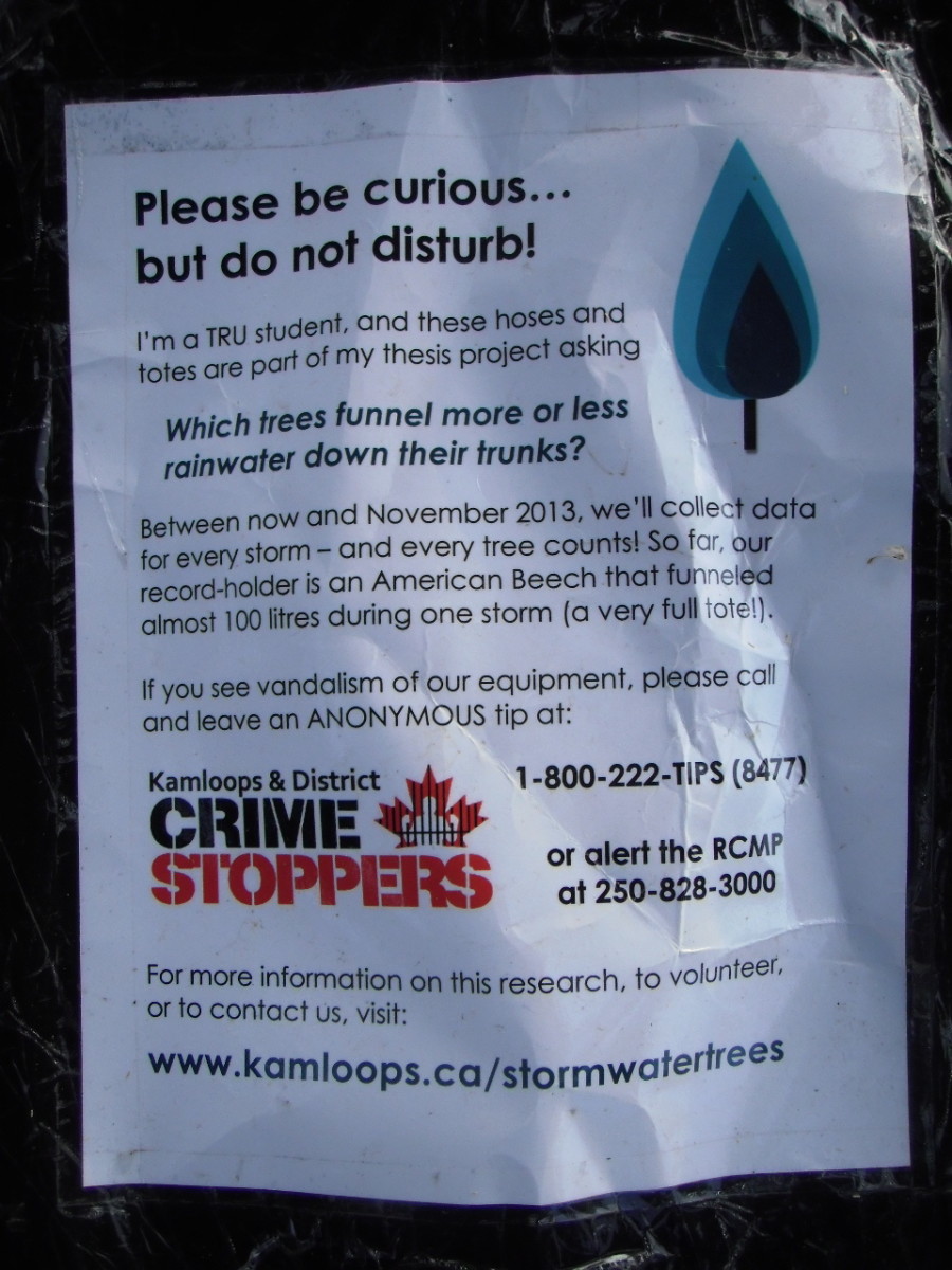 How Does Stormwater Runoff from Urban Forests Affect Groundwater ...