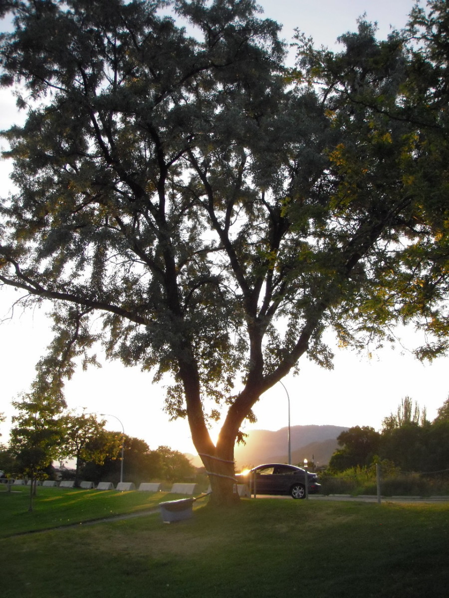 How Does Stormwater Runoff from Urban Forests Affect Groundwater ...