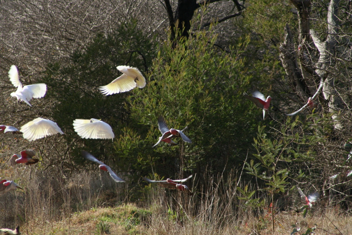 Looking for Australian native wildlife? - HubPages