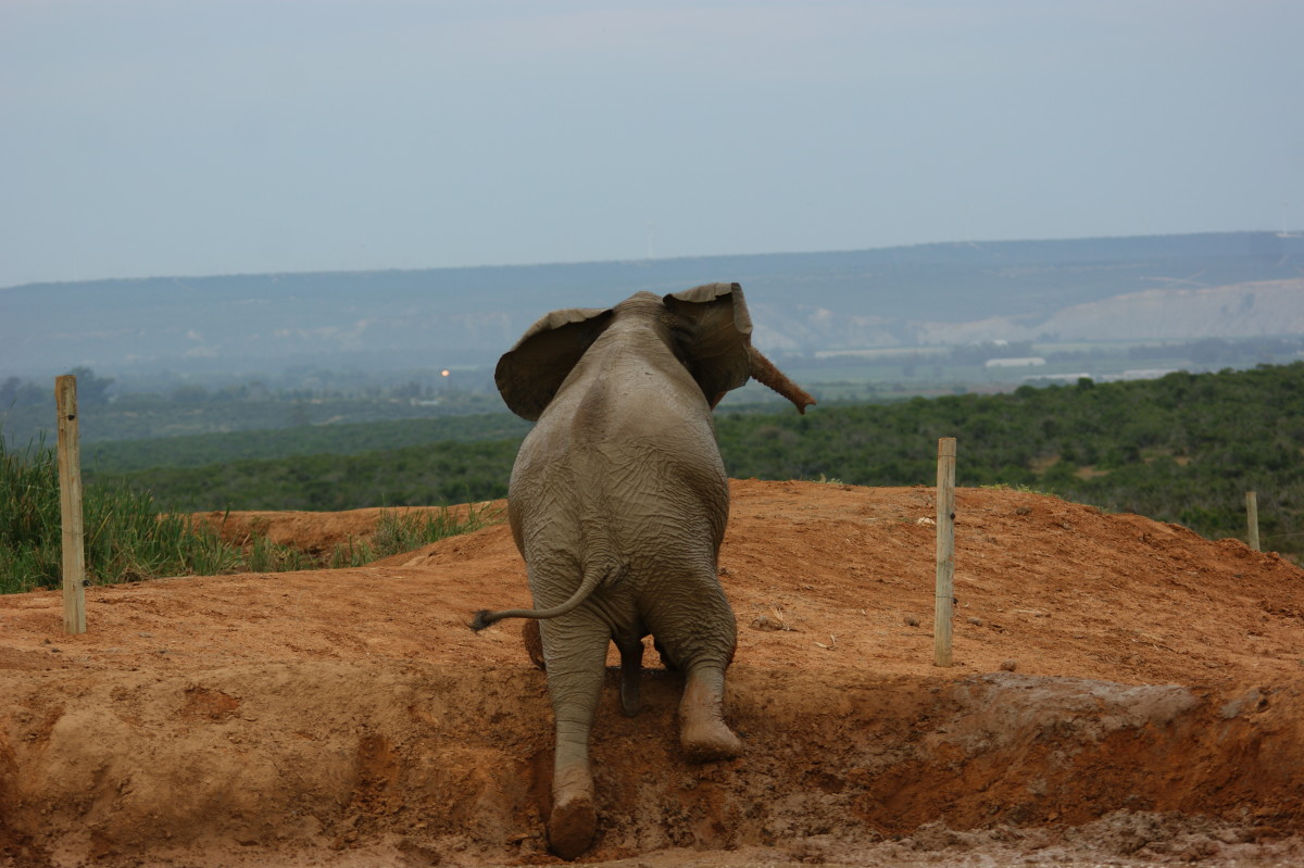 Seeing Elephants in the Wild - HubPages