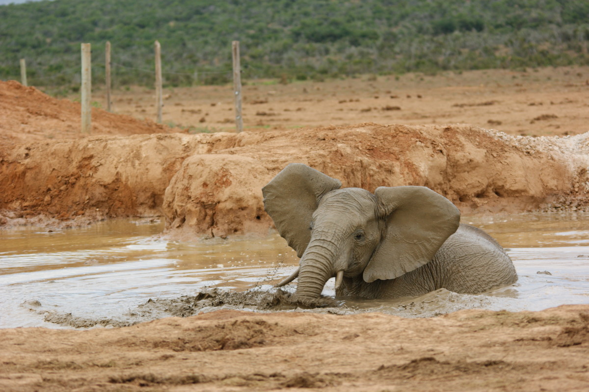 Seeing Elephants in the Wild - HubPages