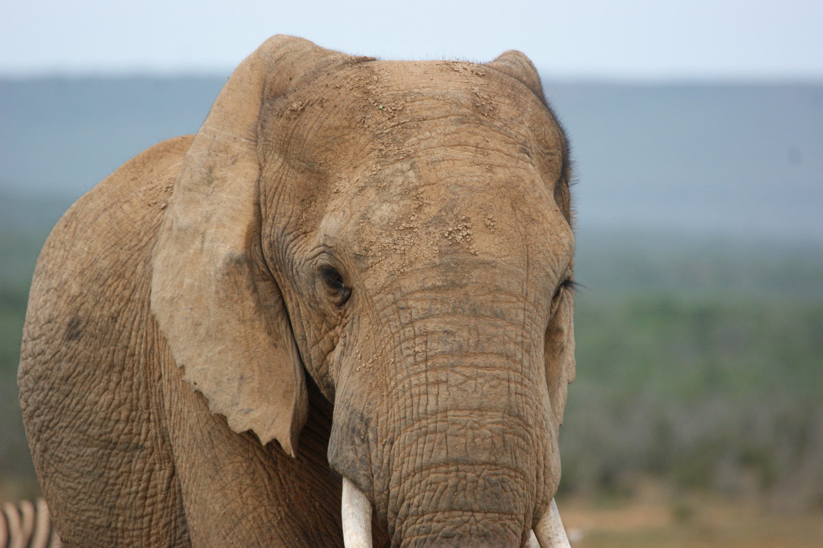 Seeing Elephants in the Wild - HubPages