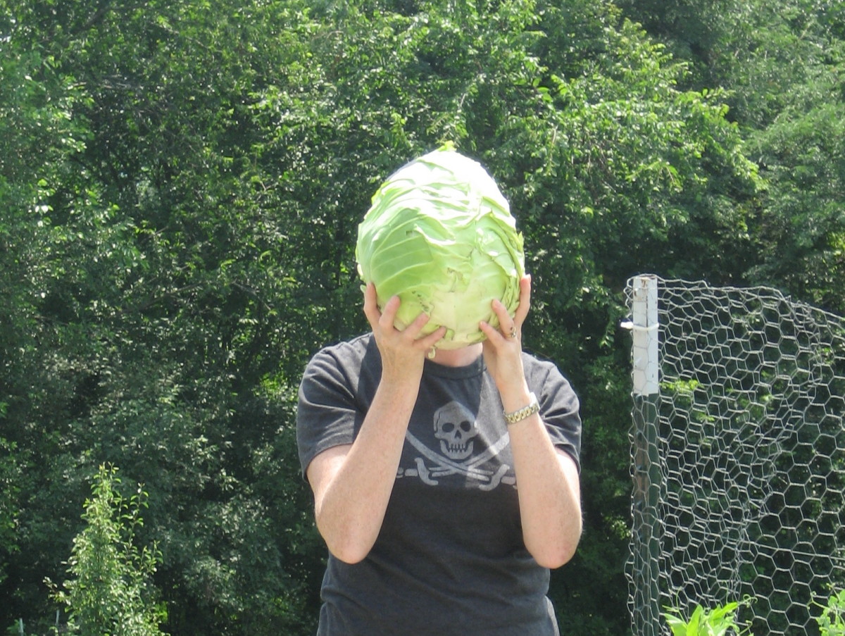 Spotlight on the Cabbage: History, Health Benefits, and Recipes - HubPages