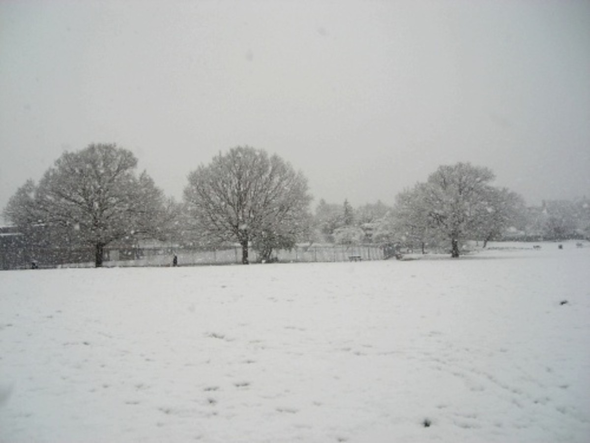 Loving Trees--Autumn is the Best Time for Tree Planting - HubPages