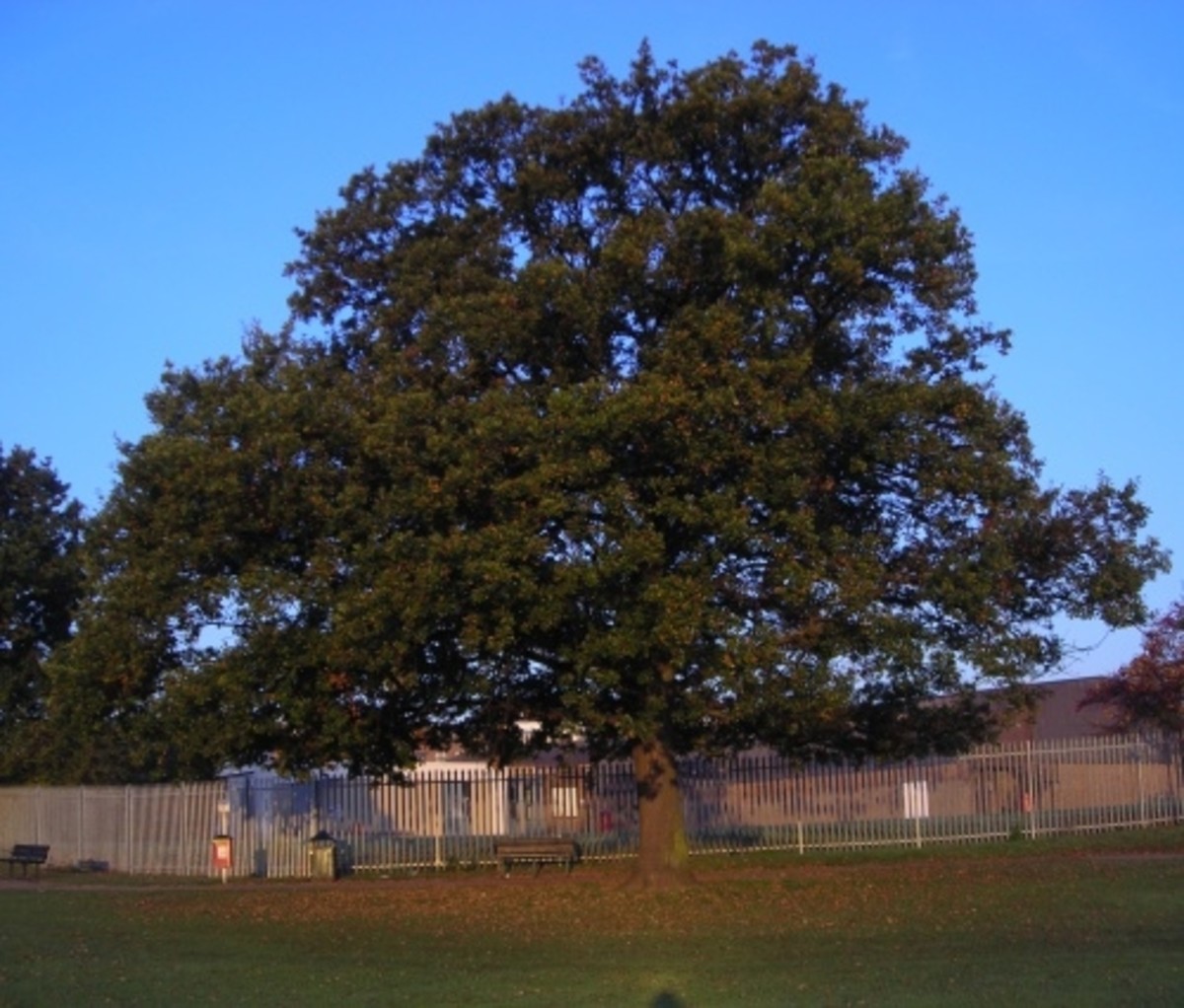 Loving Trees--Autumn is the Best Time for Tree Planting - HubPages