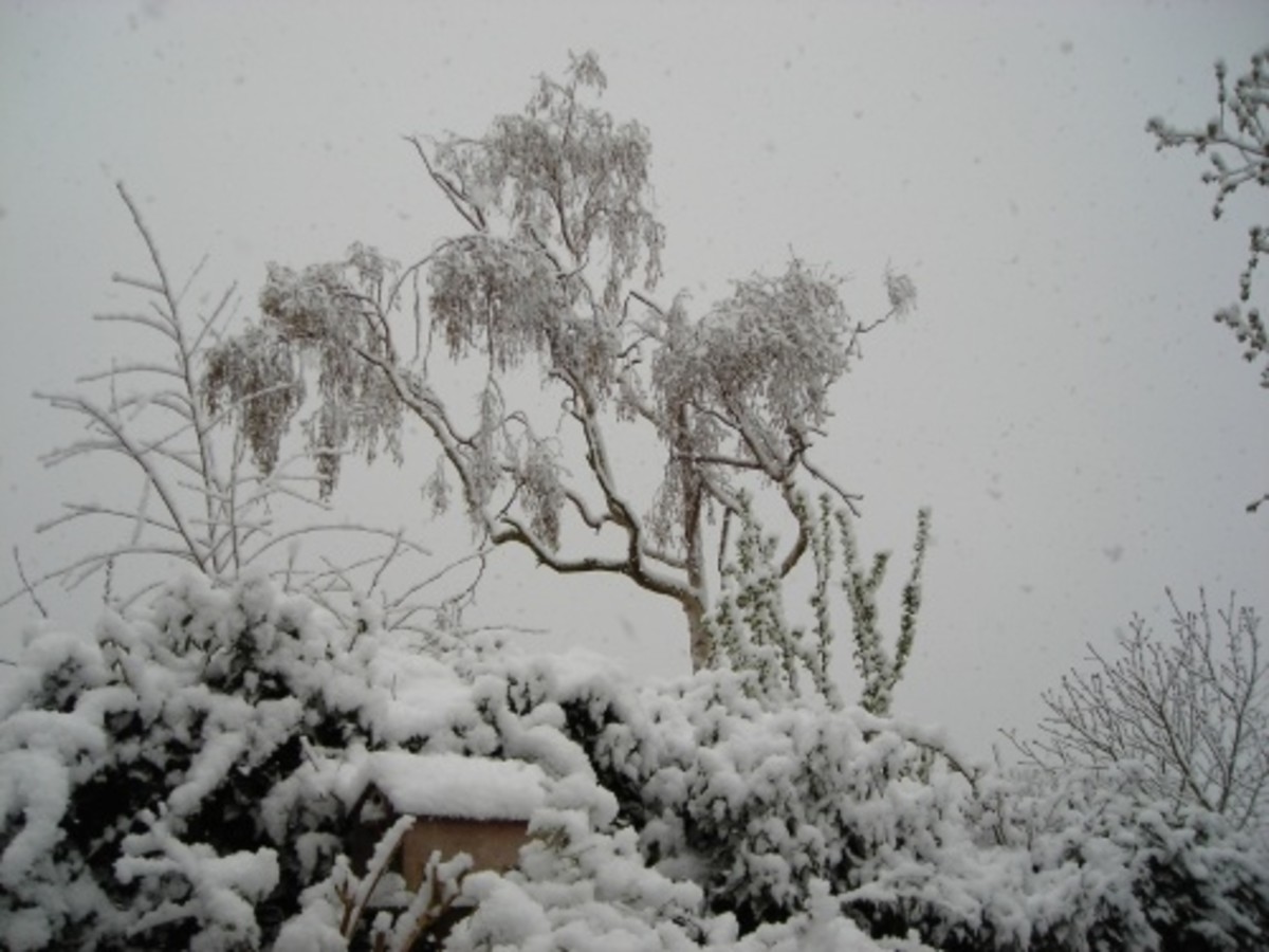 Loving Trees--Autumn is the Best Time for Tree Planting - HubPages