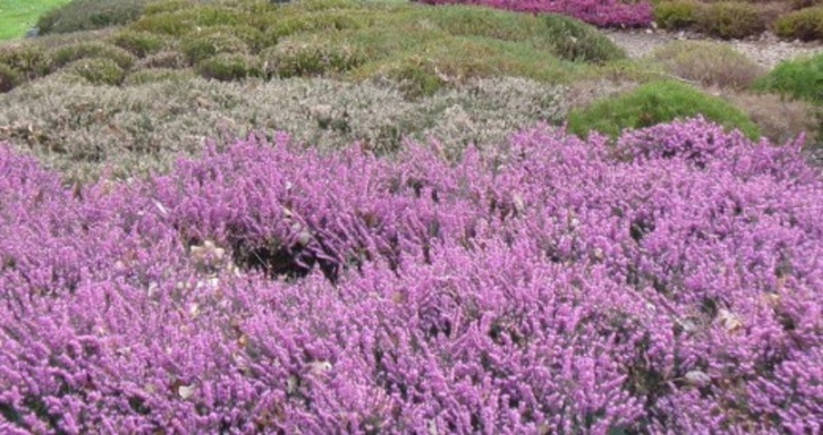 Heather Ale recipe - HubPages