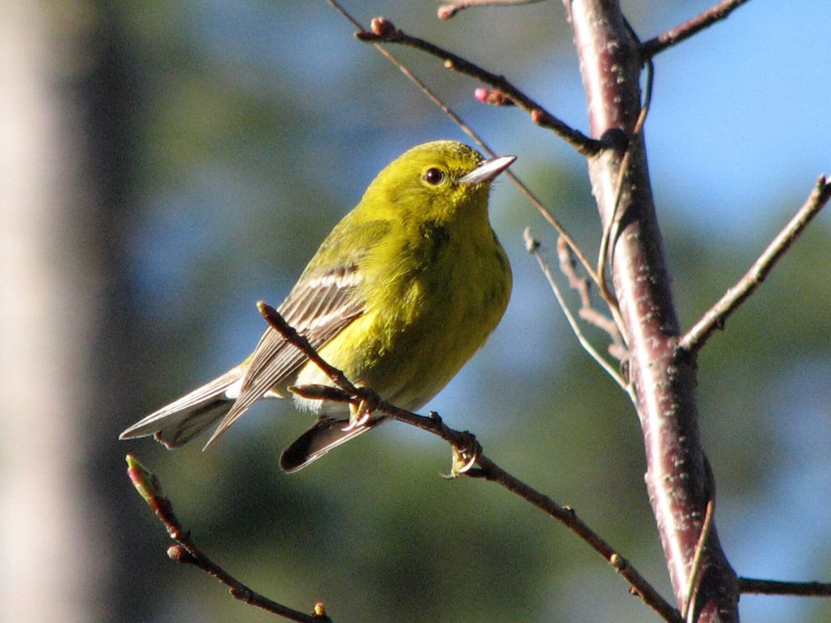 Pine Warblers of the Forests - HubPages