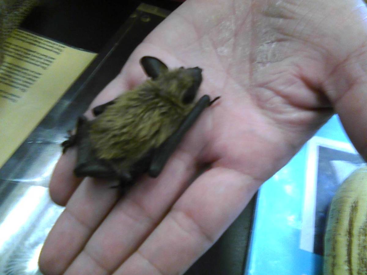 Wicked Animals—Disgusting or Beneficial? - HubPages