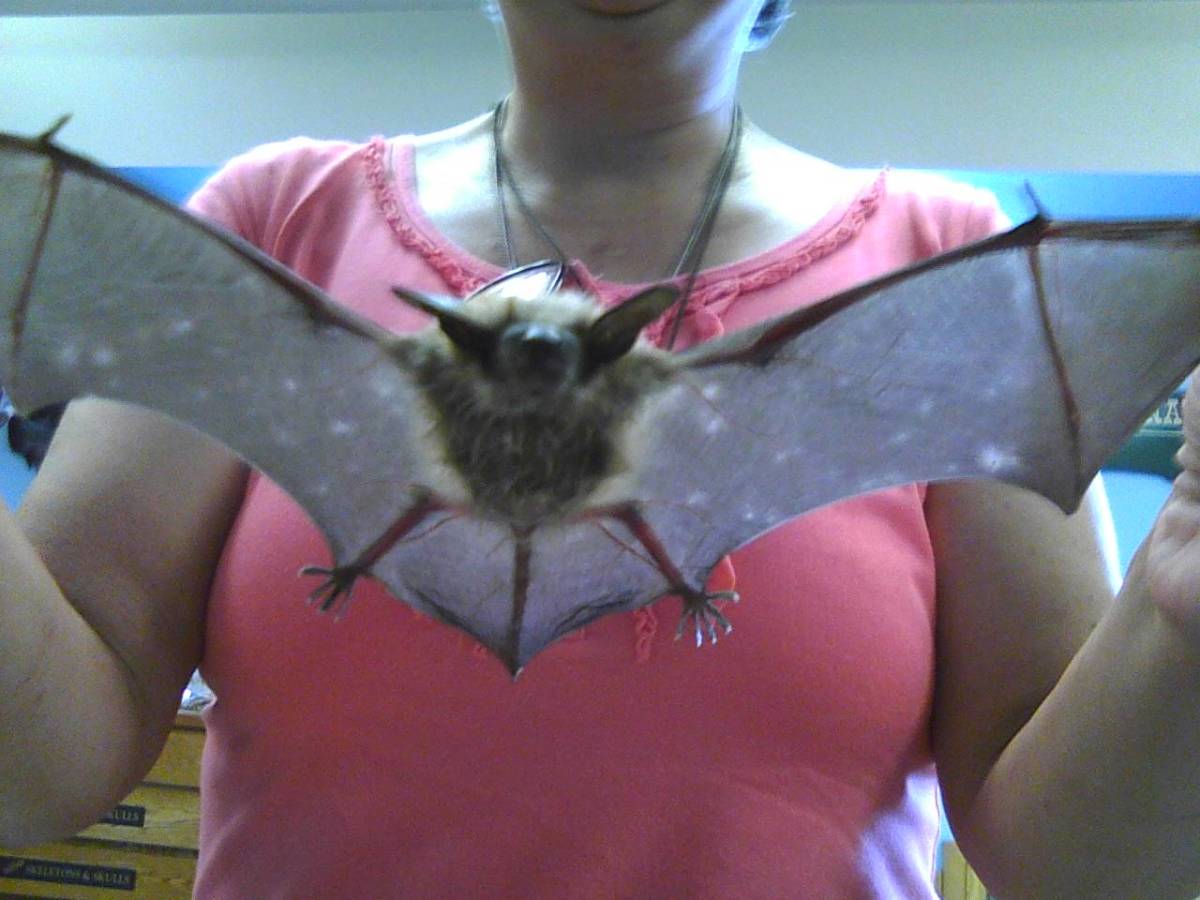 Wicked Animals—Disgusting or Beneficial? - HubPages