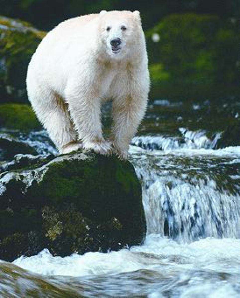 The Spirit Bear Of Princess Royal Island - HubPages
