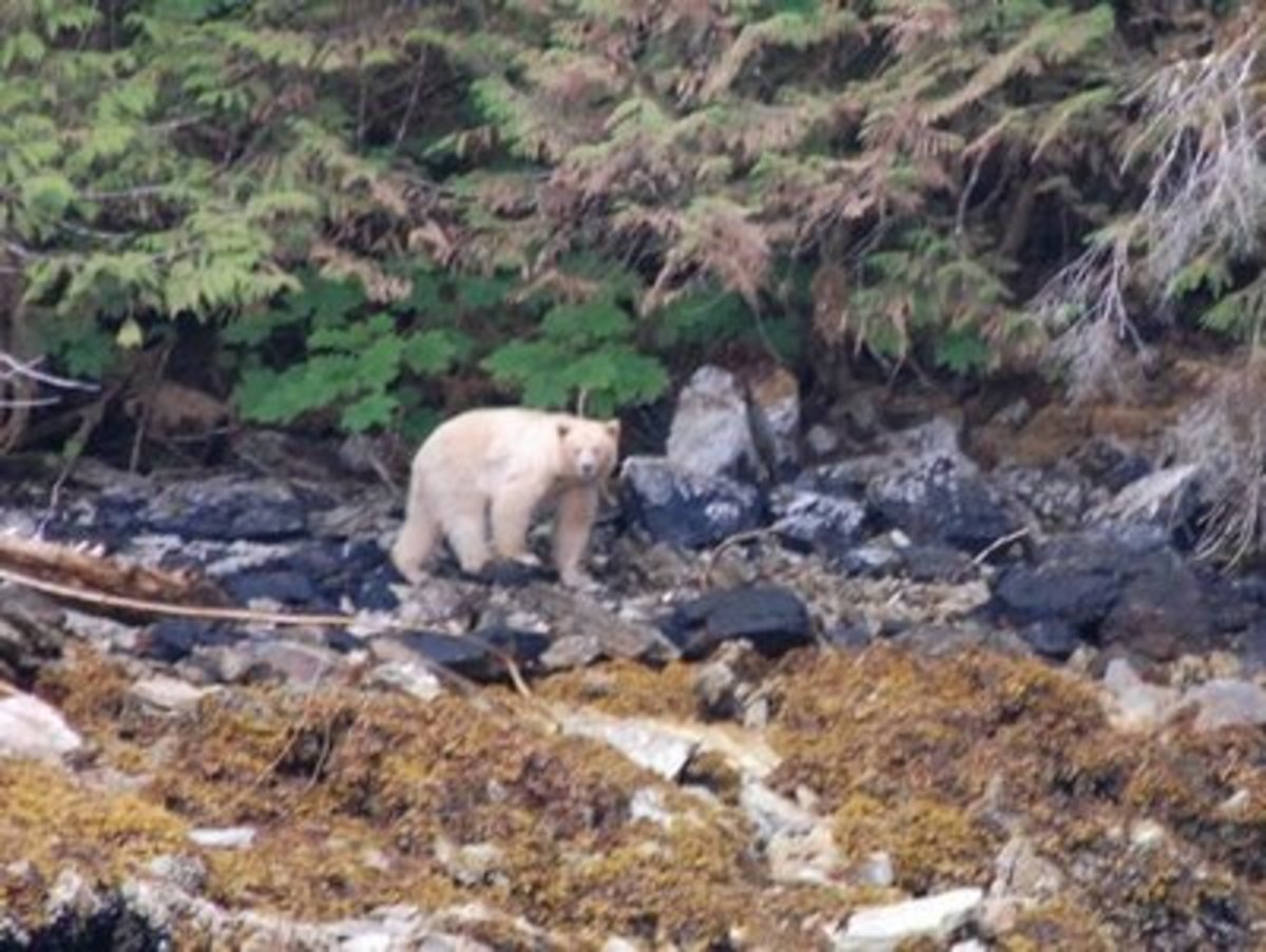 The Spirit Bear Of Princess Royal Island - HubPages