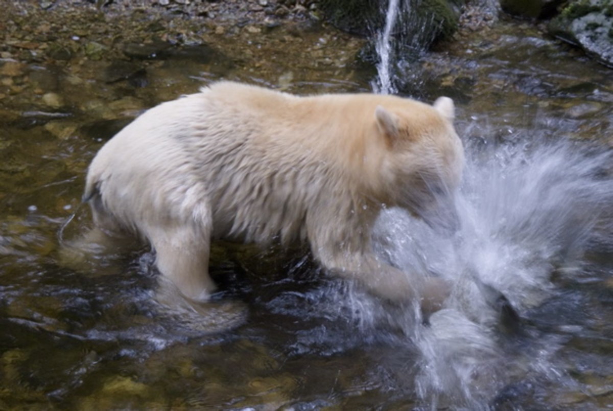 The Spirit Bear Of Princess Royal Island - HubPages