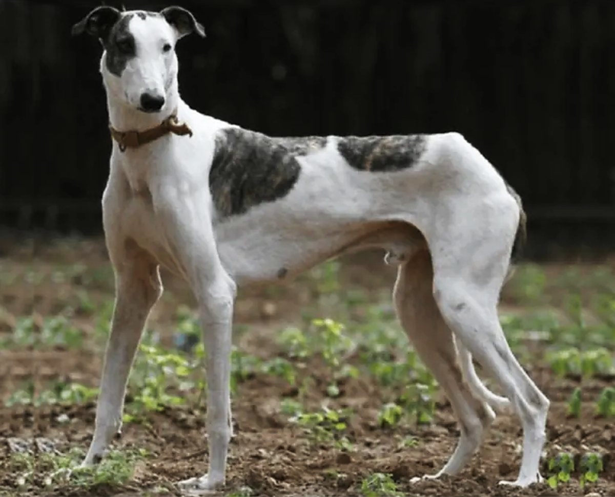 15 Best Indian Farm Dog Breeds to Live In Countryside - HubPages