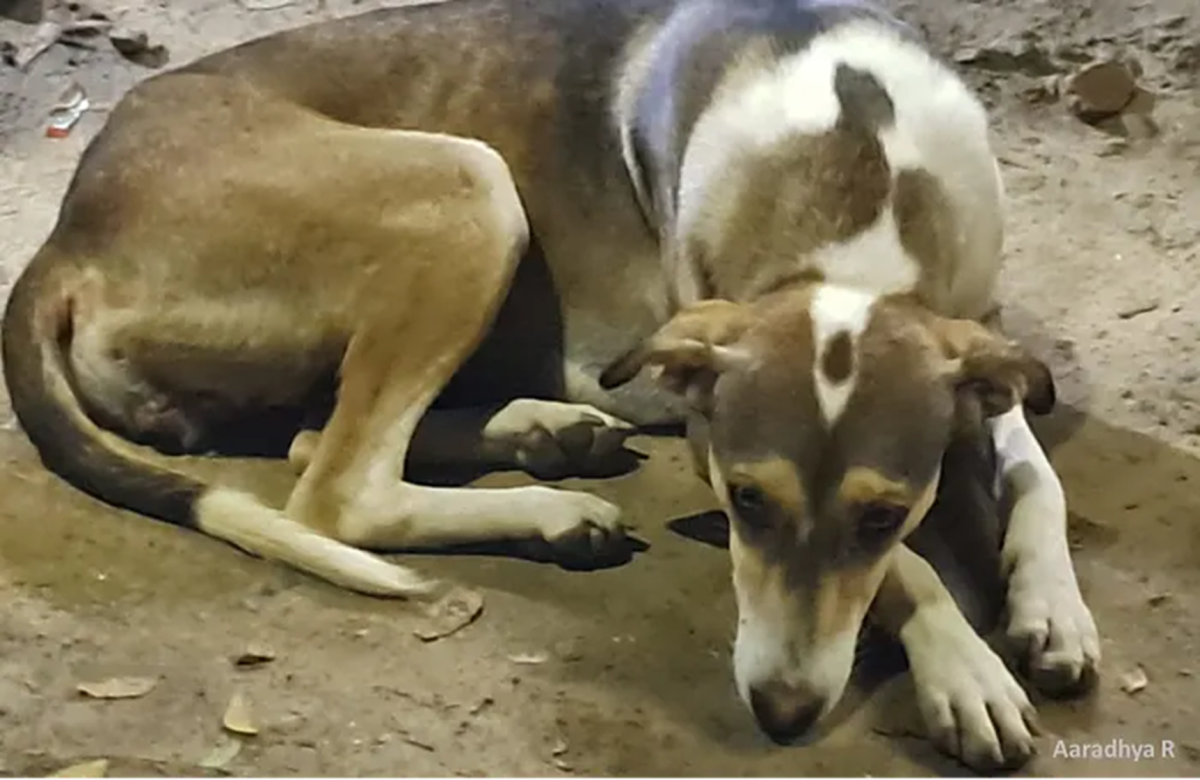 15 Best Indian Farm Dog Breeds to Live In Countryside - HubPages