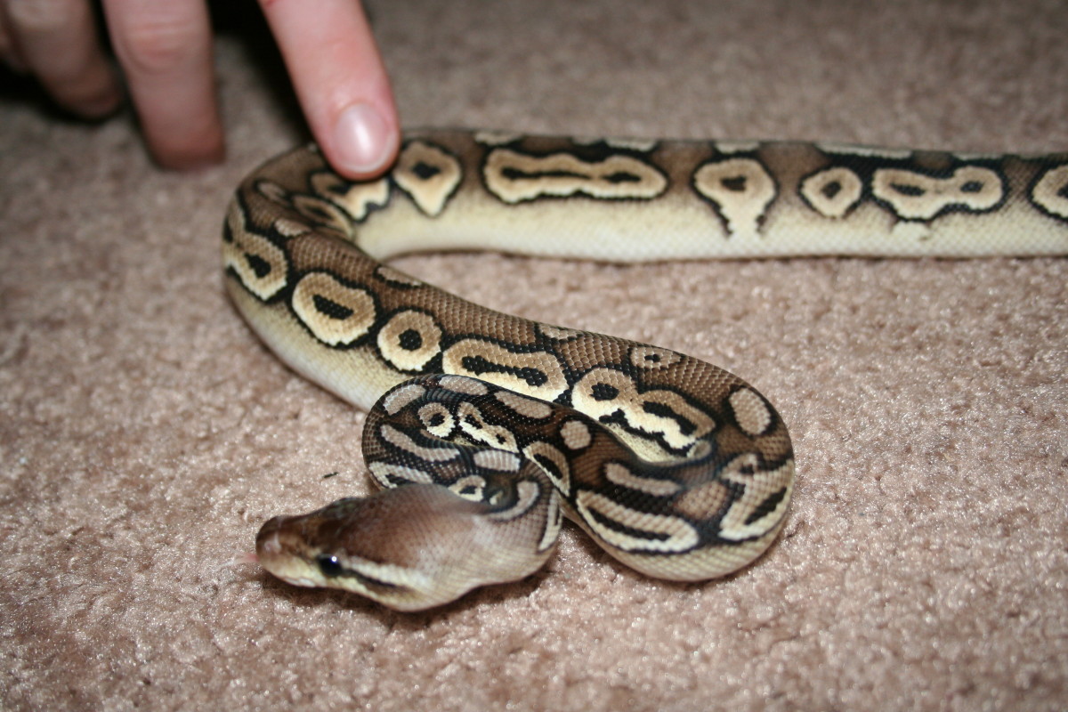 An In-depth Ball Python Care Sheet - HubPages