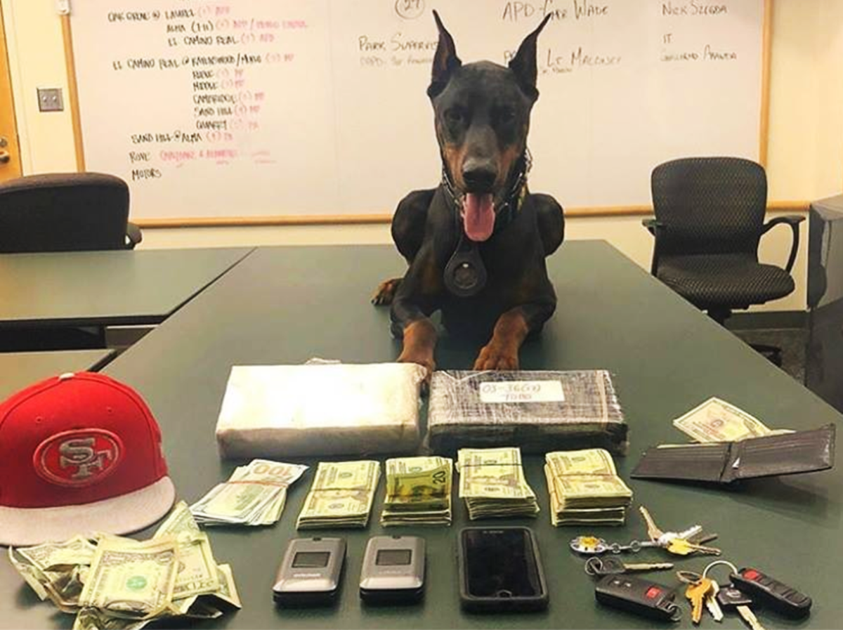 15 Best Detection Dog Breeds With Excellent Sense of Smell - HubPages