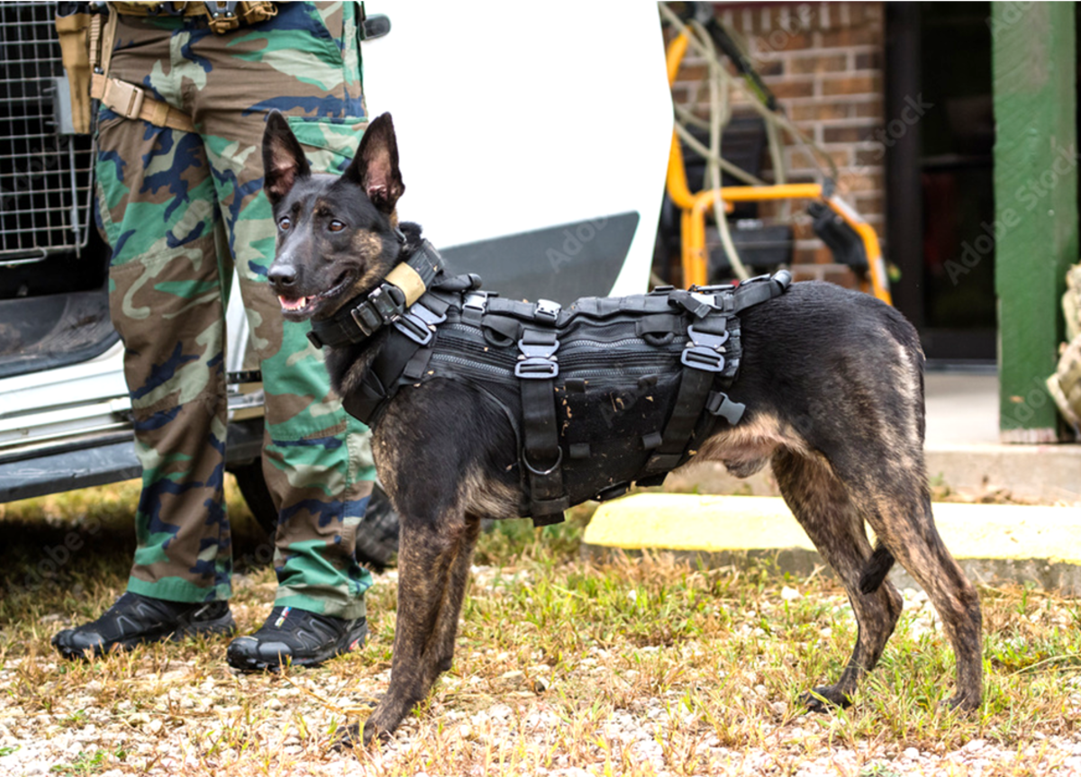 15 Best Detection Dog Breeds With Excellent Sense of Smell - HubPages