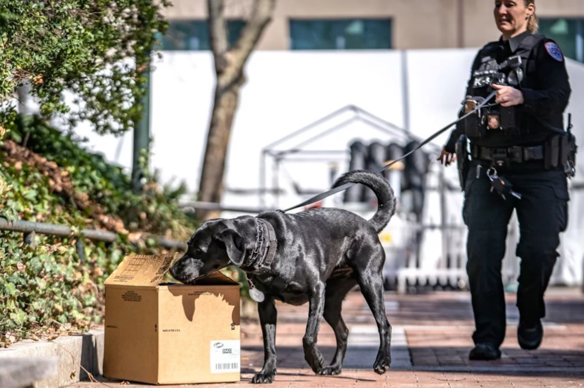 15 Best Detection Dog Breeds With Excellent Sense of Smell - HubPages