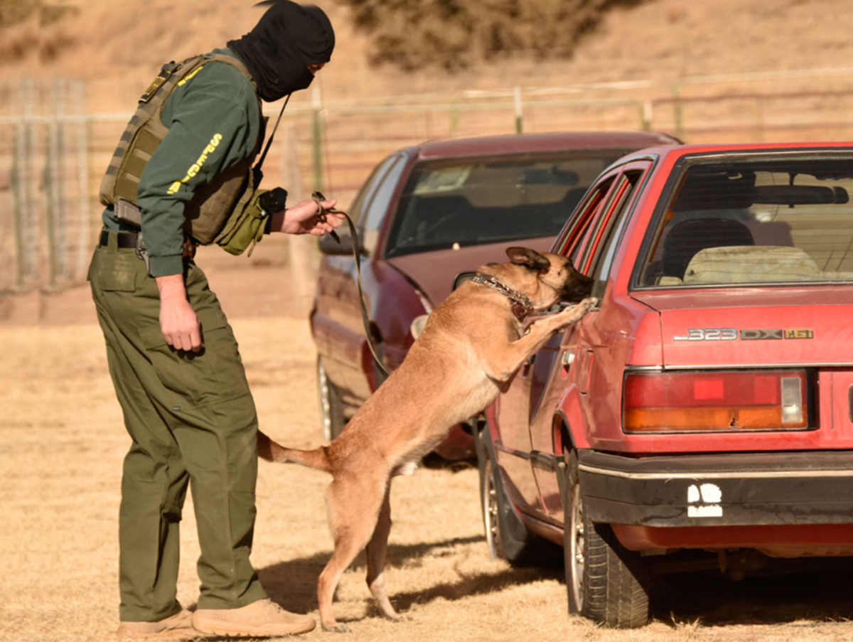 15 Best Detection Dog Breeds With Excellent Sense of Smell - HubPages