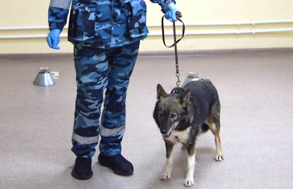 15 Best Detection Dog Breeds With Excellent Sense of Smell - HubPages