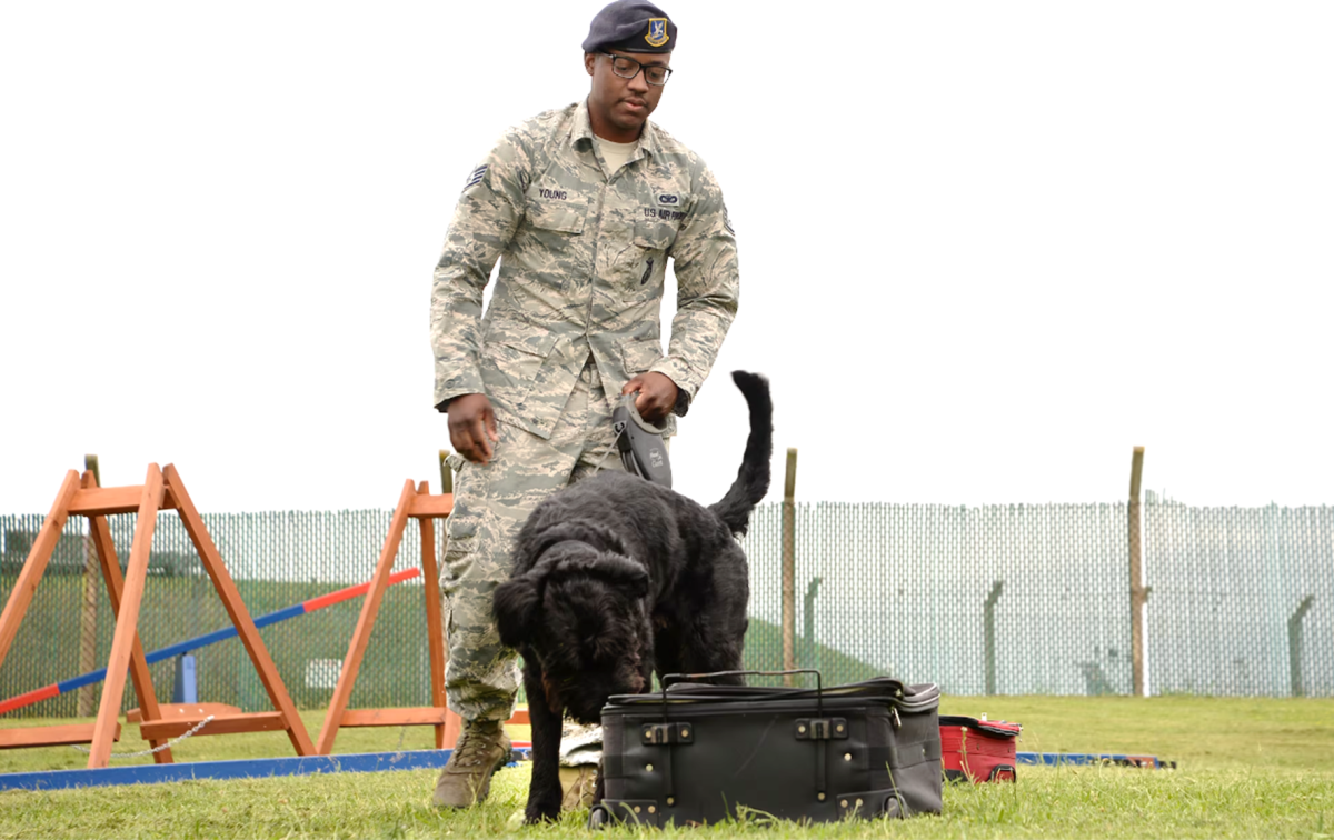 15 Best Detection Dog Breeds With Excellent Sense of Smell - HubPages