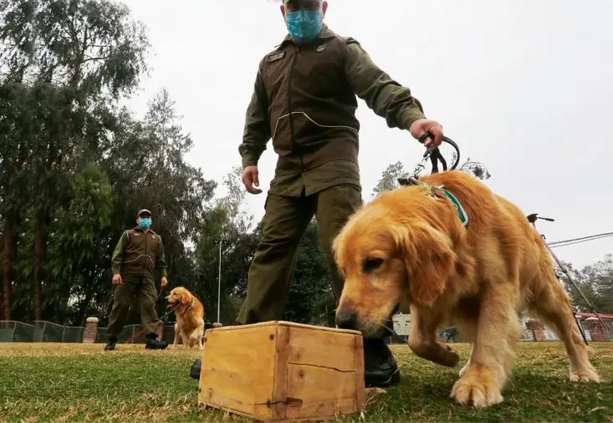 15 Best Detection Dog Breeds With Excellent Sense of Smell - HubPages