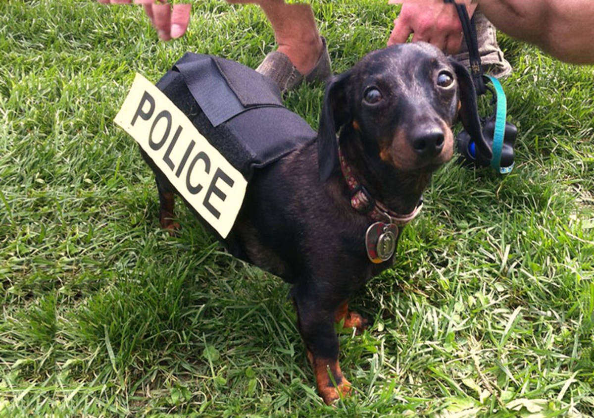 15 Best Detection Dog Breeds With Excellent Sense of Smell - HubPages