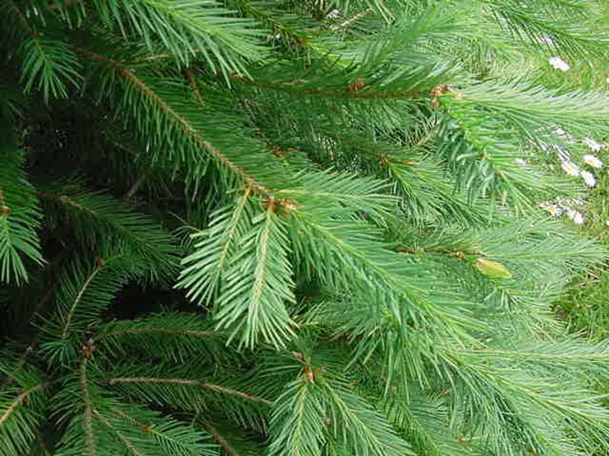 Oh Christmas Tree: a branch-by-branch guide - HubPages
