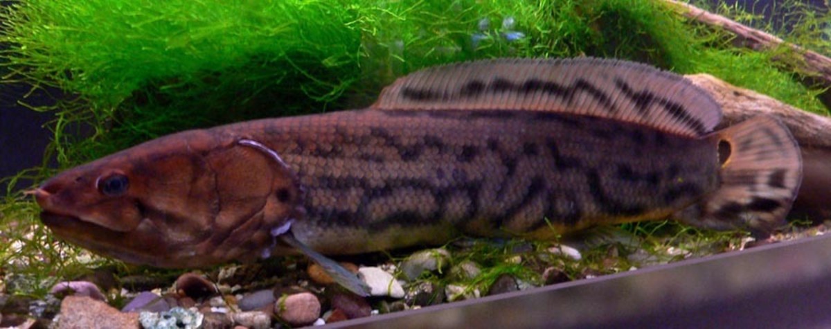 Which Fish Are Edible? - HubPages