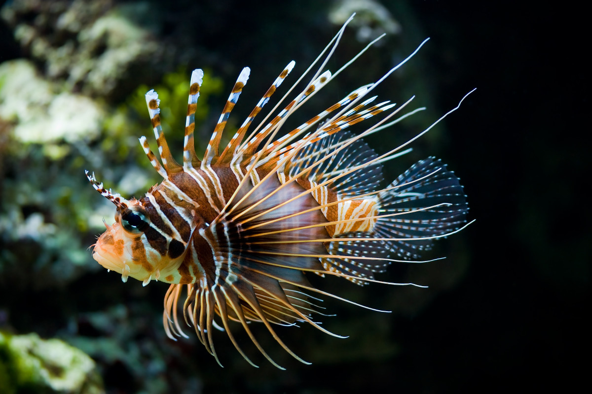Which Fish Are Edible? - HubPages
