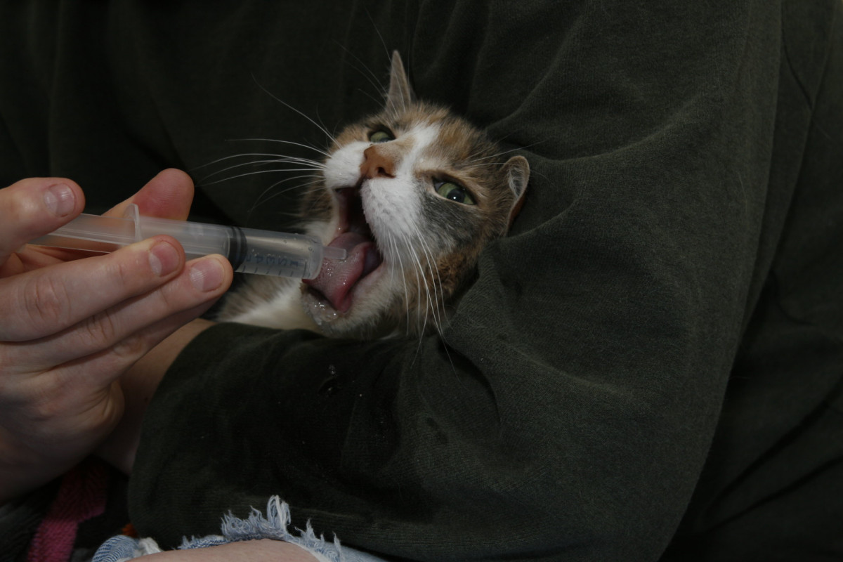 How Can I Treat My Dehydrated Cat at Home? - PetHelpful