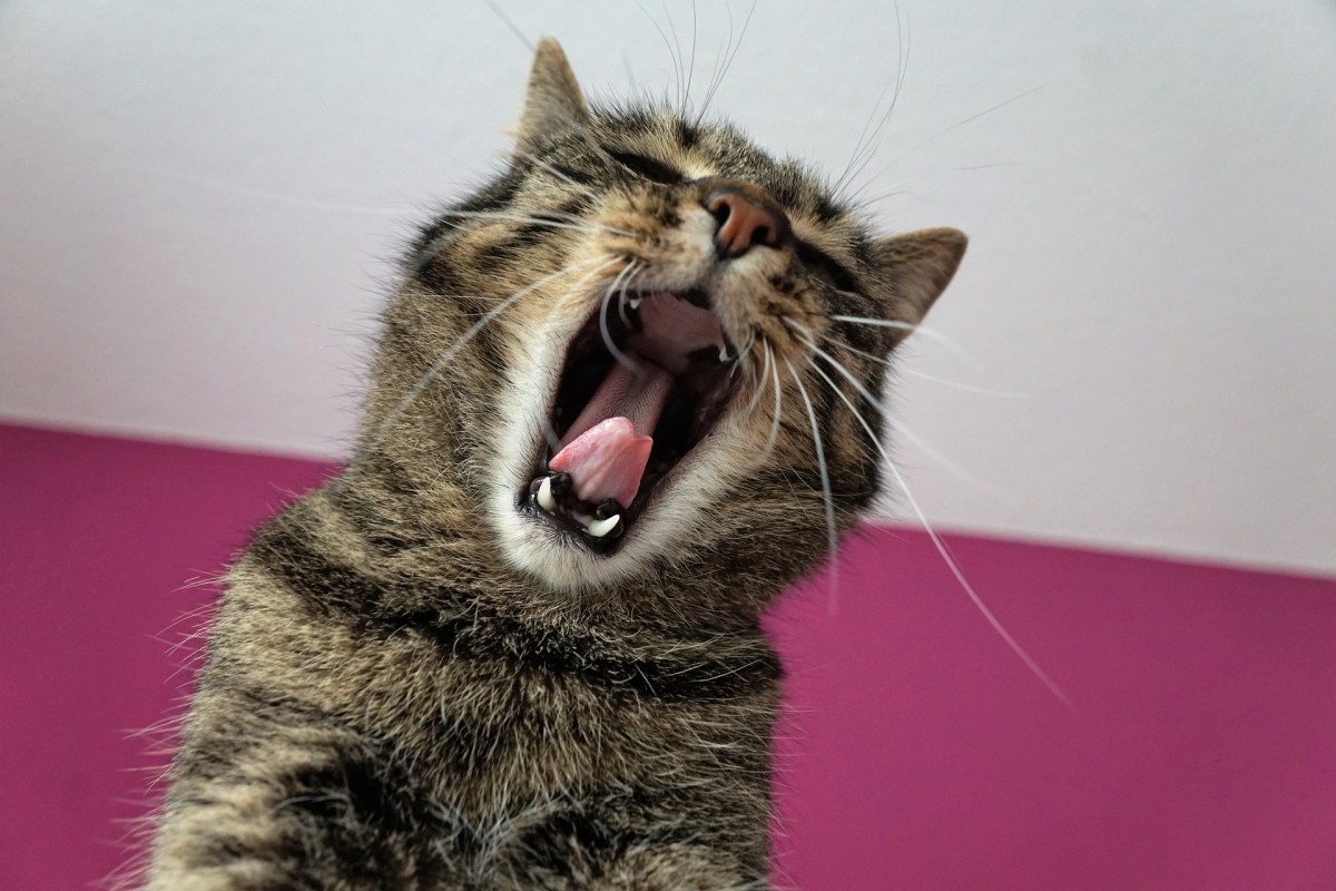 Feline Gingivitis: Vital Answers From a Veterinarian About Periodontal ...