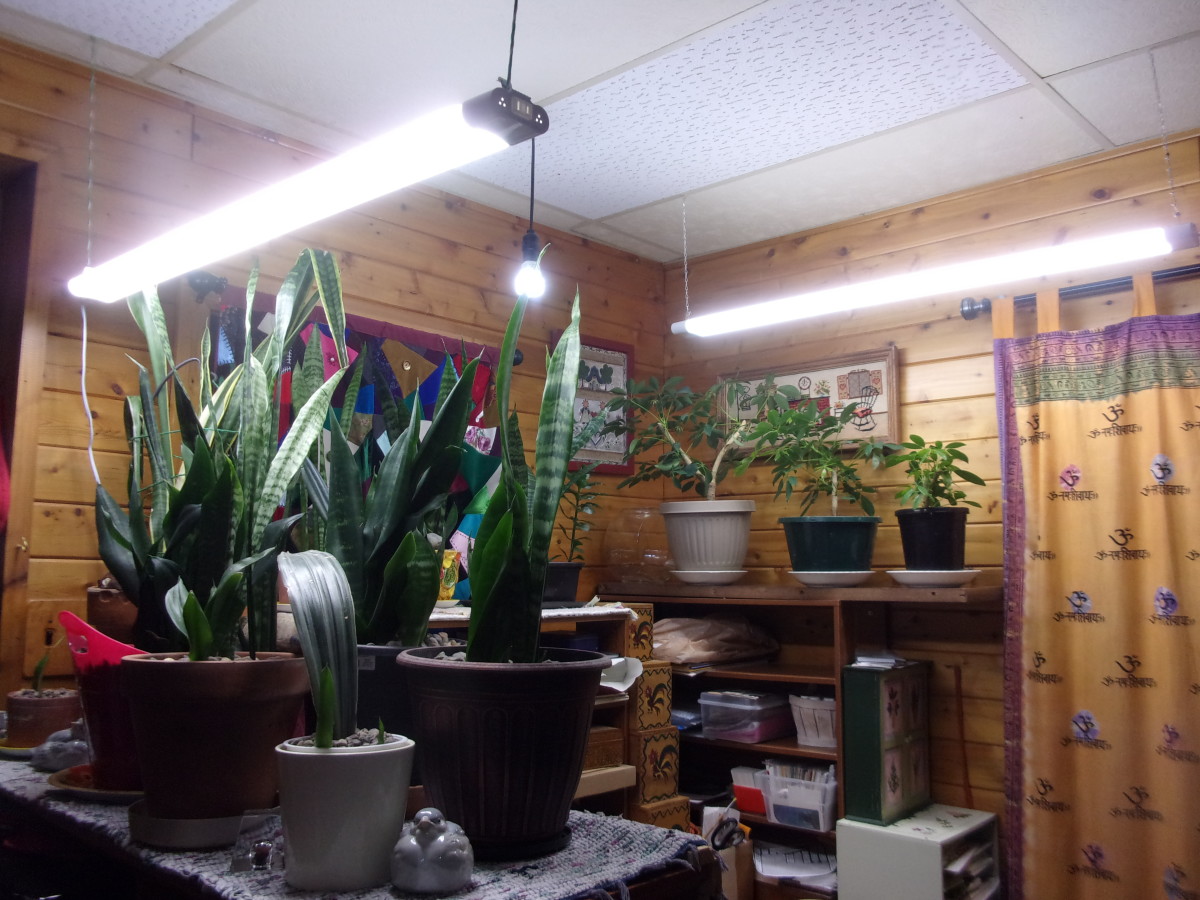 How to Set Up Good Lighting for Indoor Houseplants - HubPages