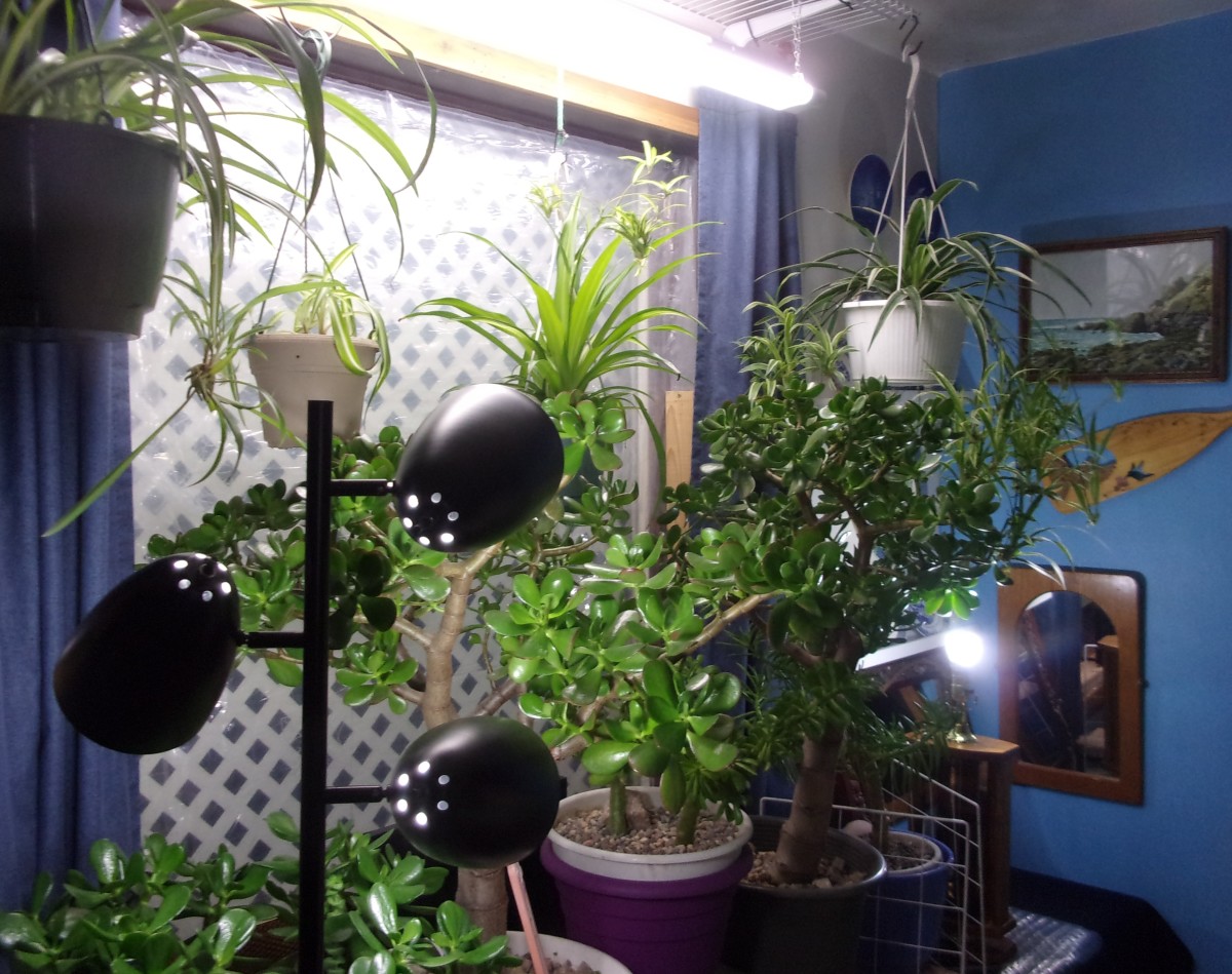 How to Set Up Good Lighting for Indoor Houseplants - HubPages