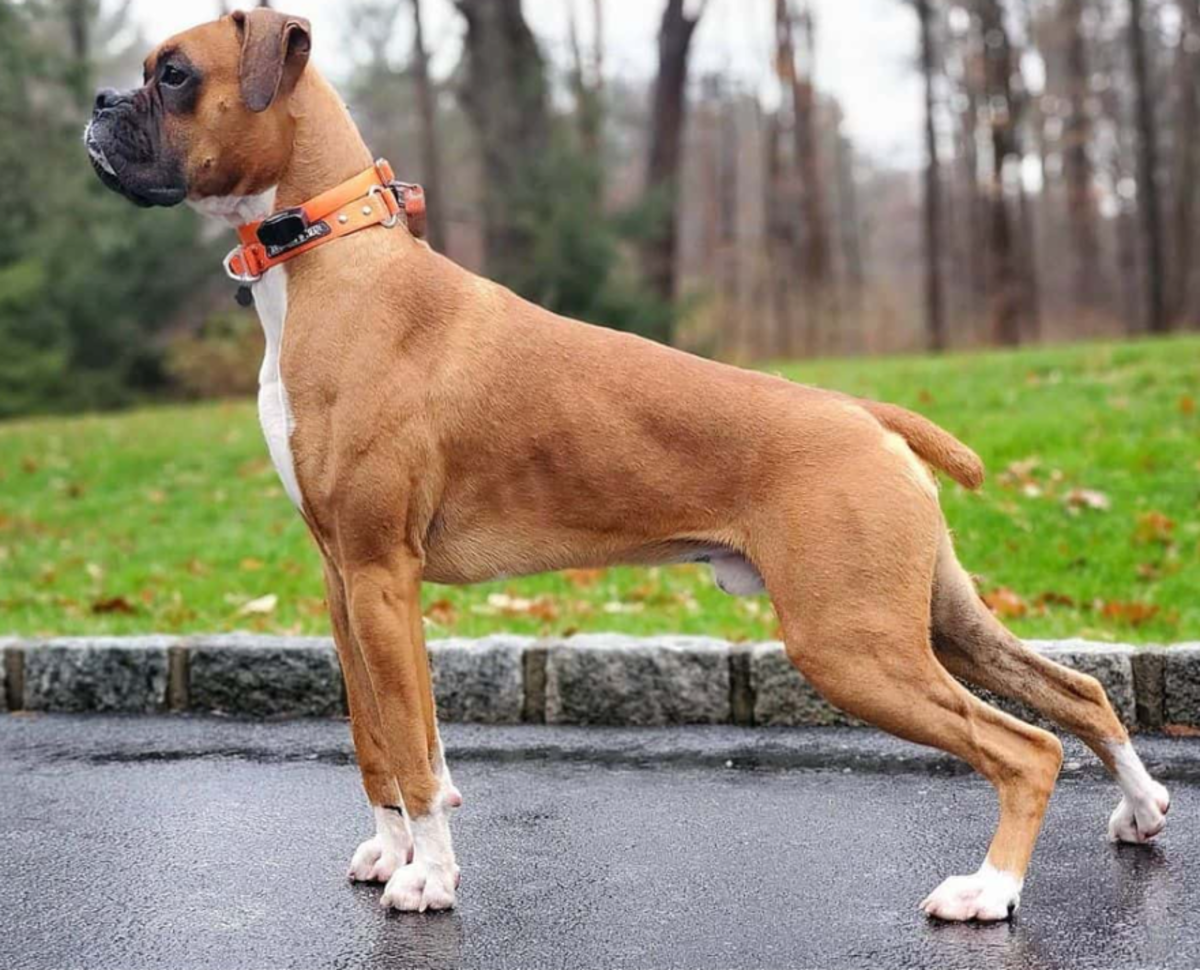 11 Budget Friendly Dog Breeds In India - HubPages