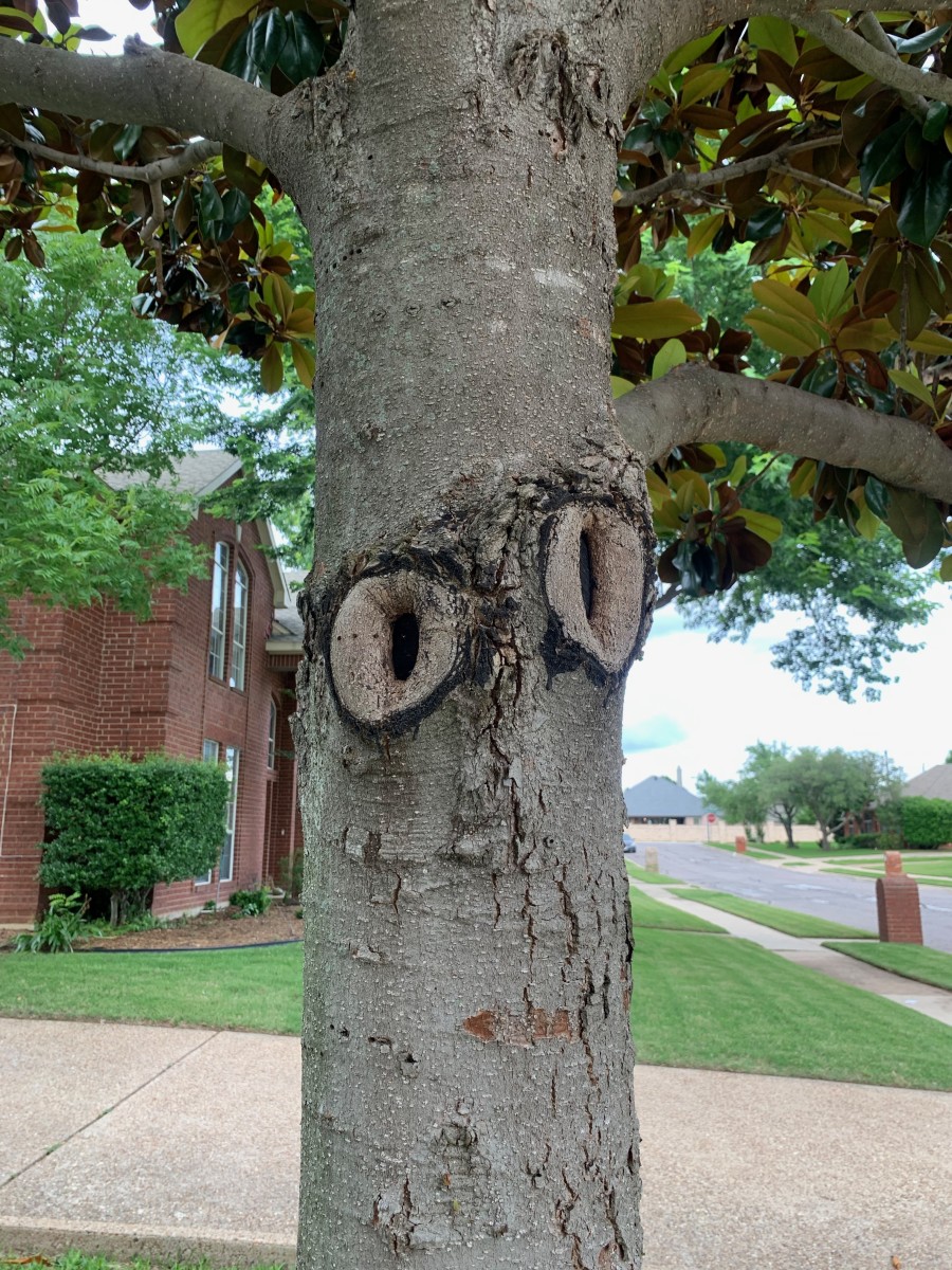 Tree Faces and Forest Faces - HubPages