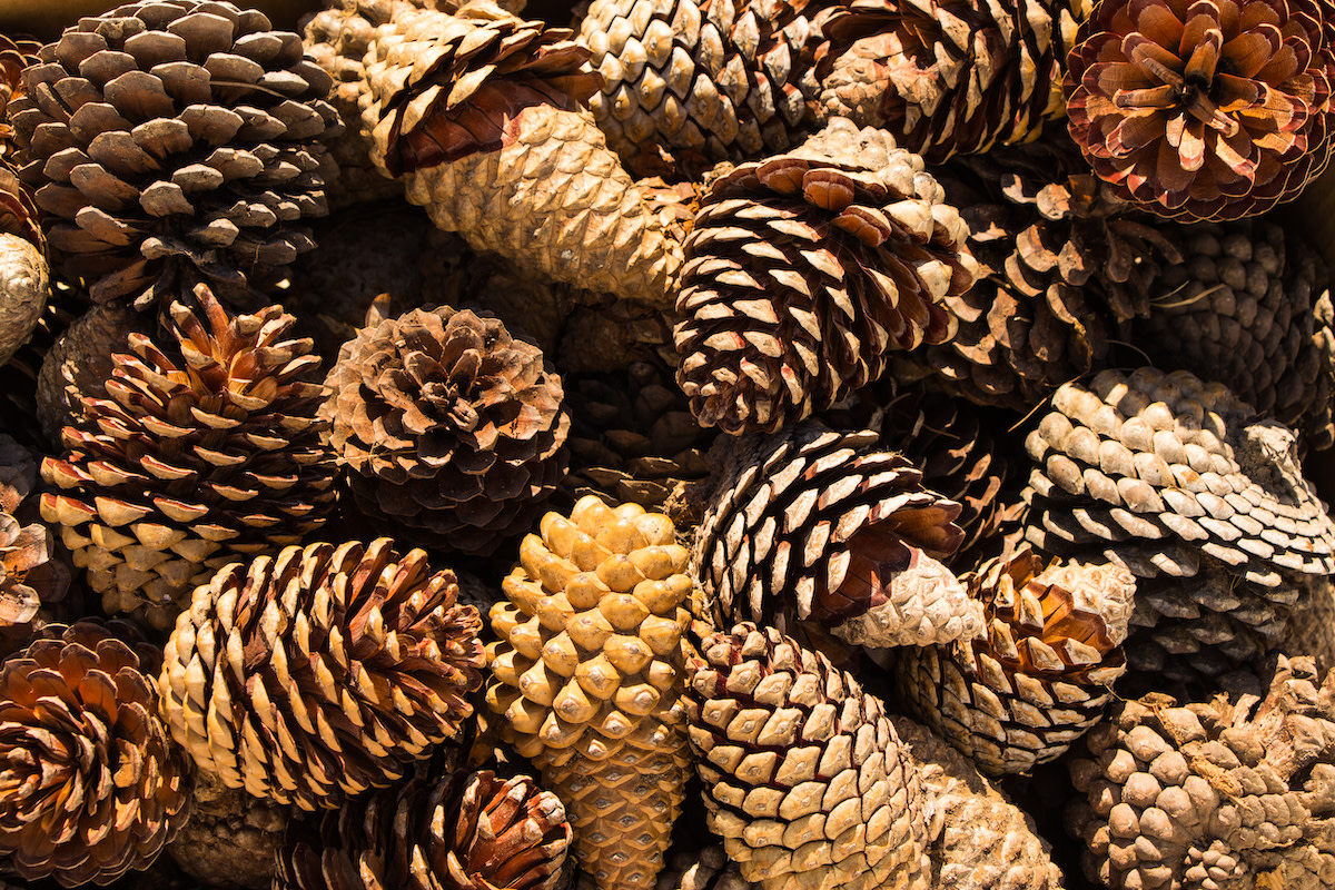How to Use Seasonal Pine Cones For Regenerative Magic - HubPages