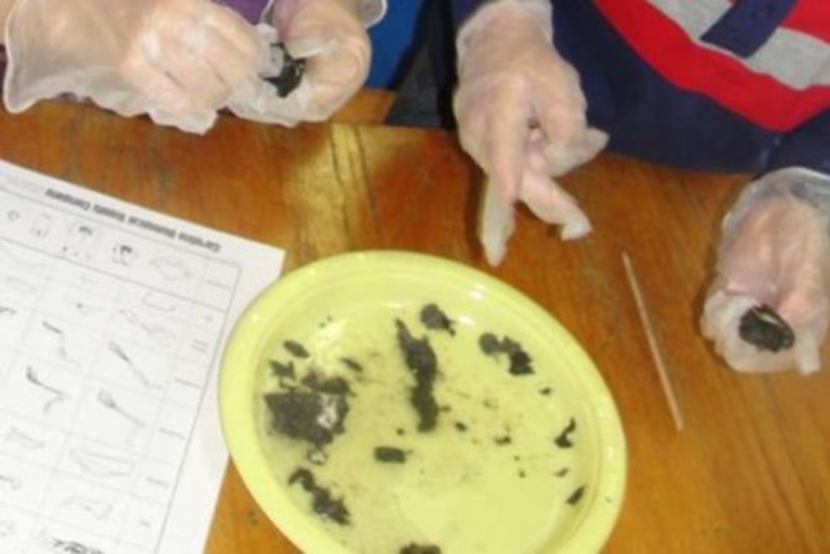 Mammal Dissection STEM Lesson Plan for Middle School Biology - HubPages