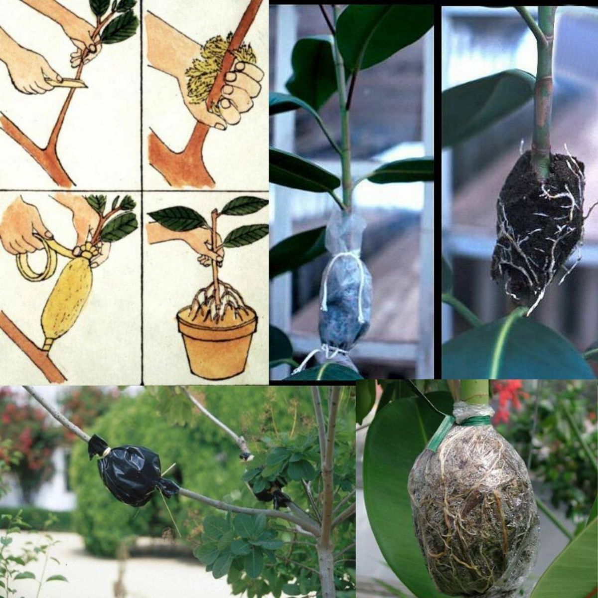 Detailed Guide on How to Plant Guava in Pots and Get More Fruits - HubPages